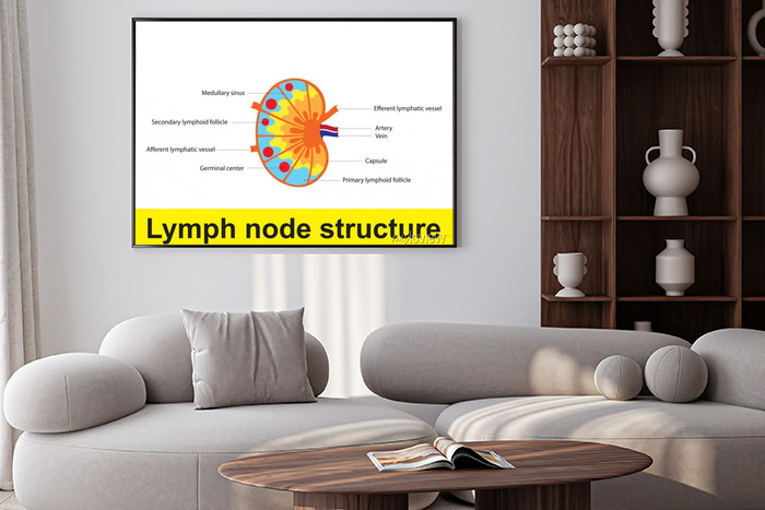 Lymph node structure schematic anatomic illustration - showing posters ...
