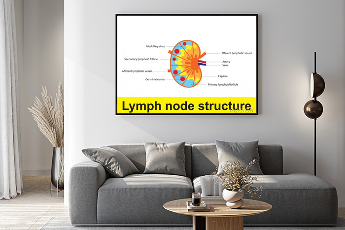 Lymph node structure schematic anatomic illustration - showing posters ...